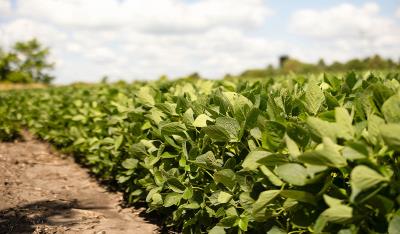 Is Soybean Meal Losing to Other Feed Ingredients?
