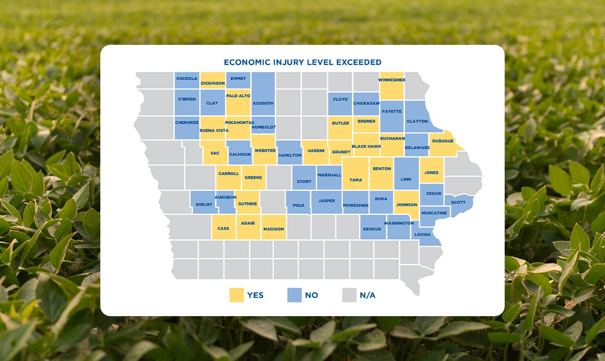 Corn Rootworm Surveys Show Low Pressure in 2025